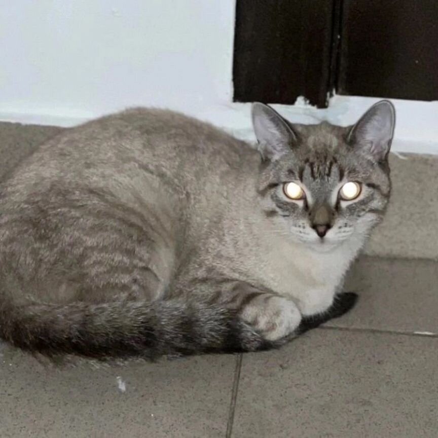 Красавец котик хочет домой