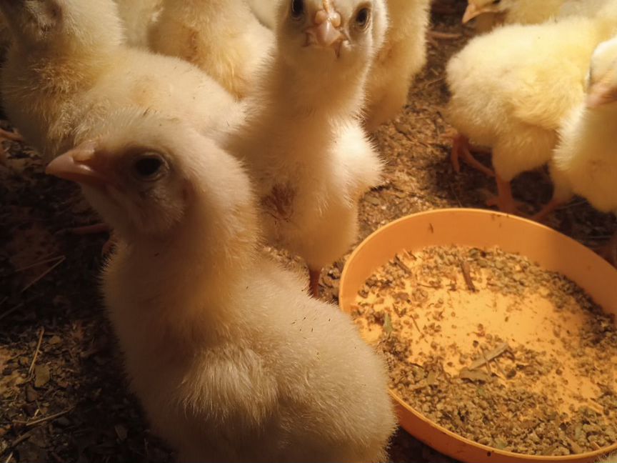 Цыплята бройлеры