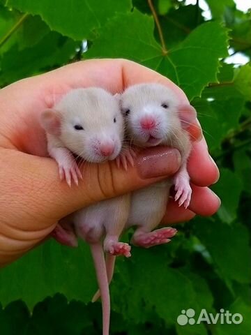 Крысята дамбо рыжики