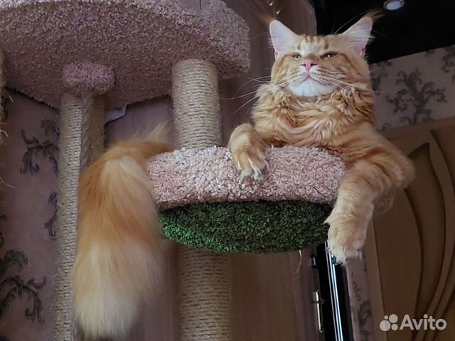 Вязка MainCoon