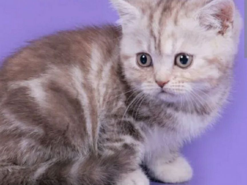 Британская