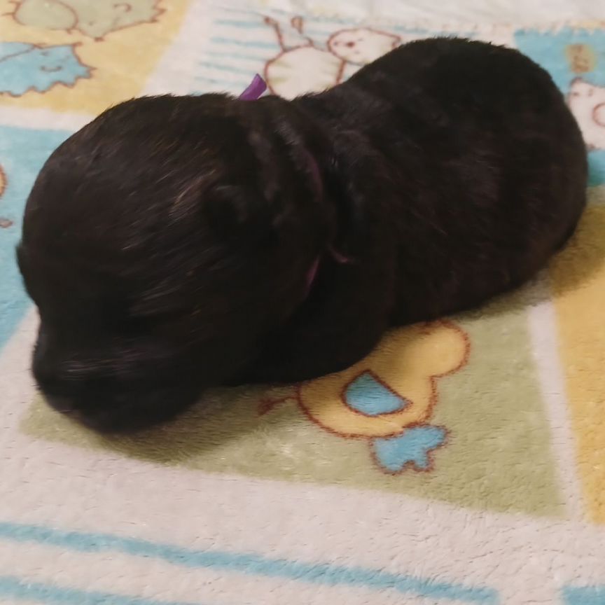 Шотландский терьер, щенок