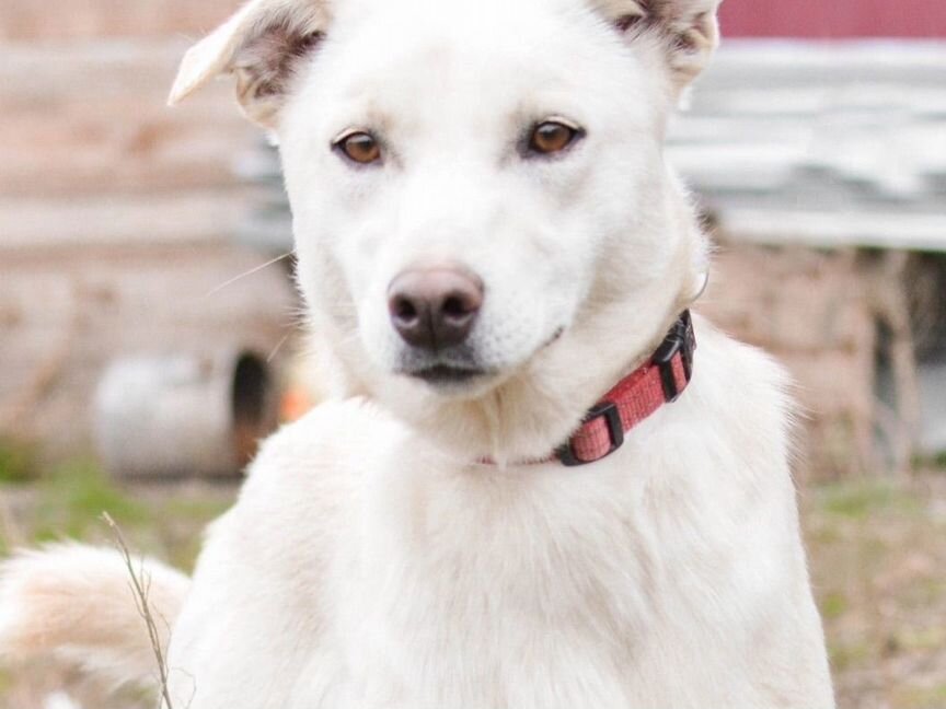 Юная красавица-блондинка Фосса