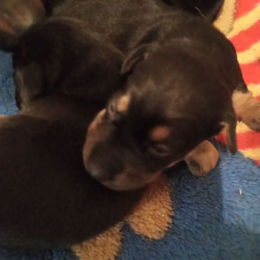 Отдам бесплатно щенков