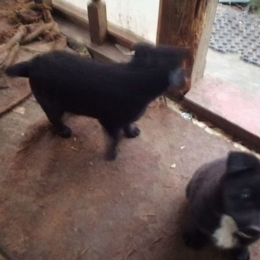 Отличные щенки