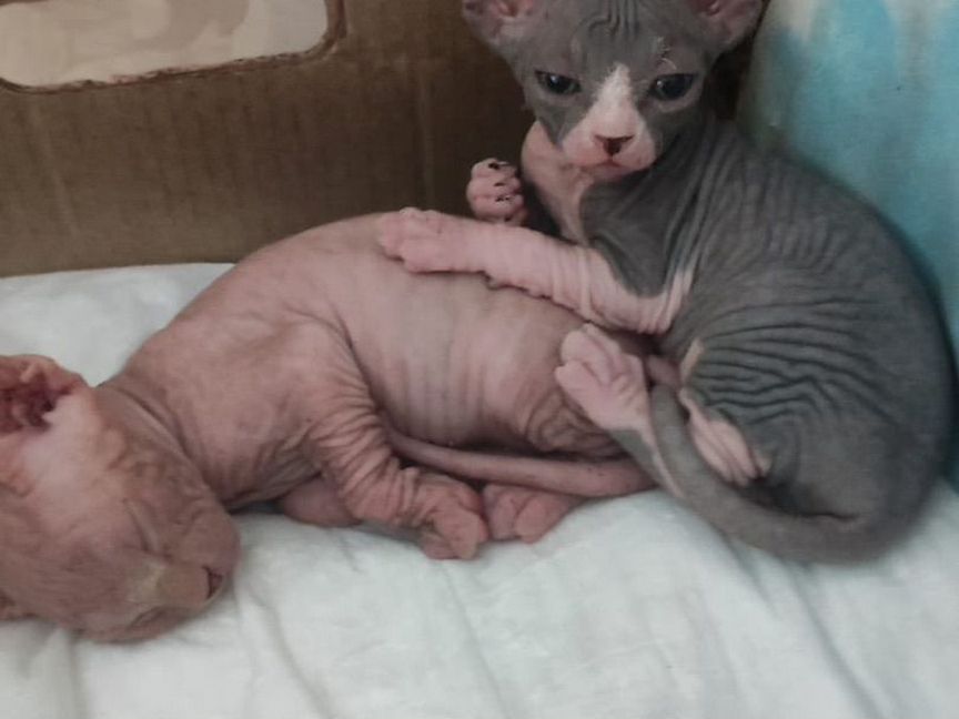 Канадский сфинкс котенок