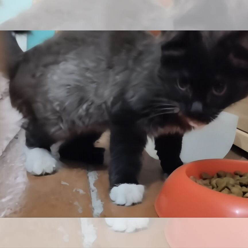 Котенок ищет дом