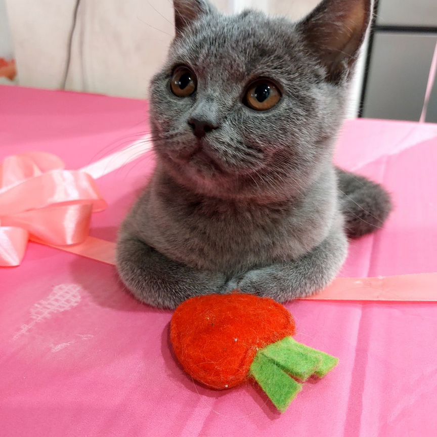 Котёнок
