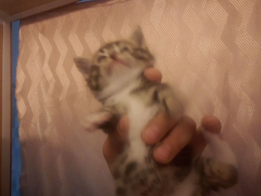 Одам бесплатно котят