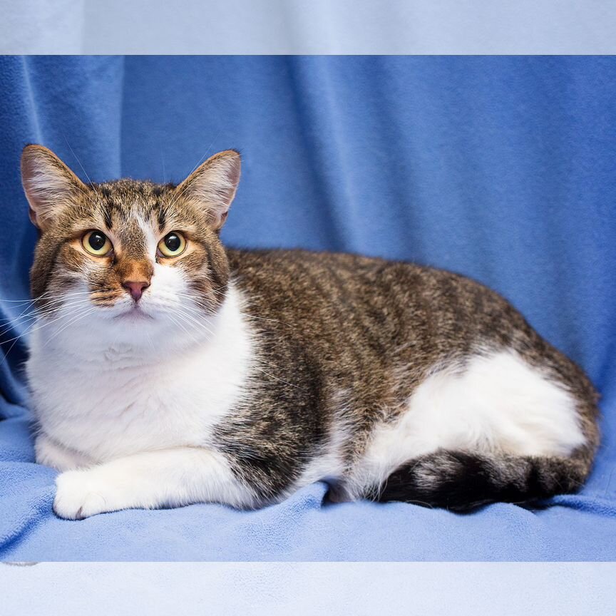 Взрослый кот в добрые руки