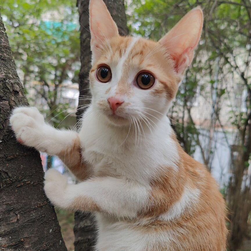Котенок Лимончик в дар