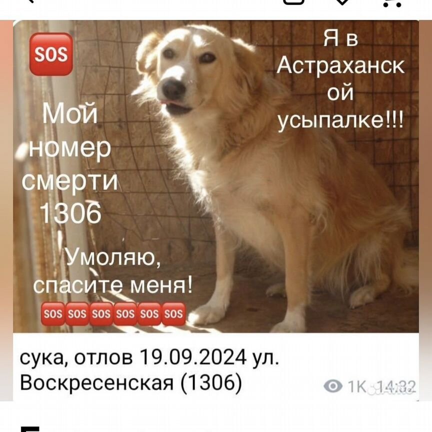 Спасите собаку она в усыпалке