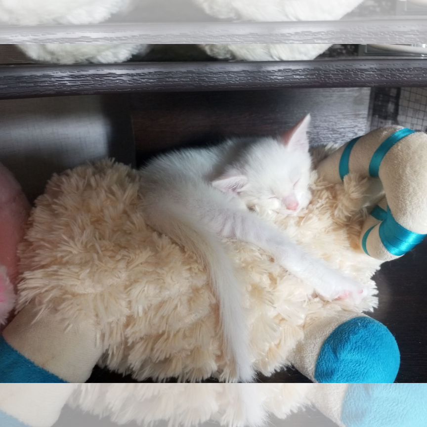 Отдам котенка в добрые руки, беспородные