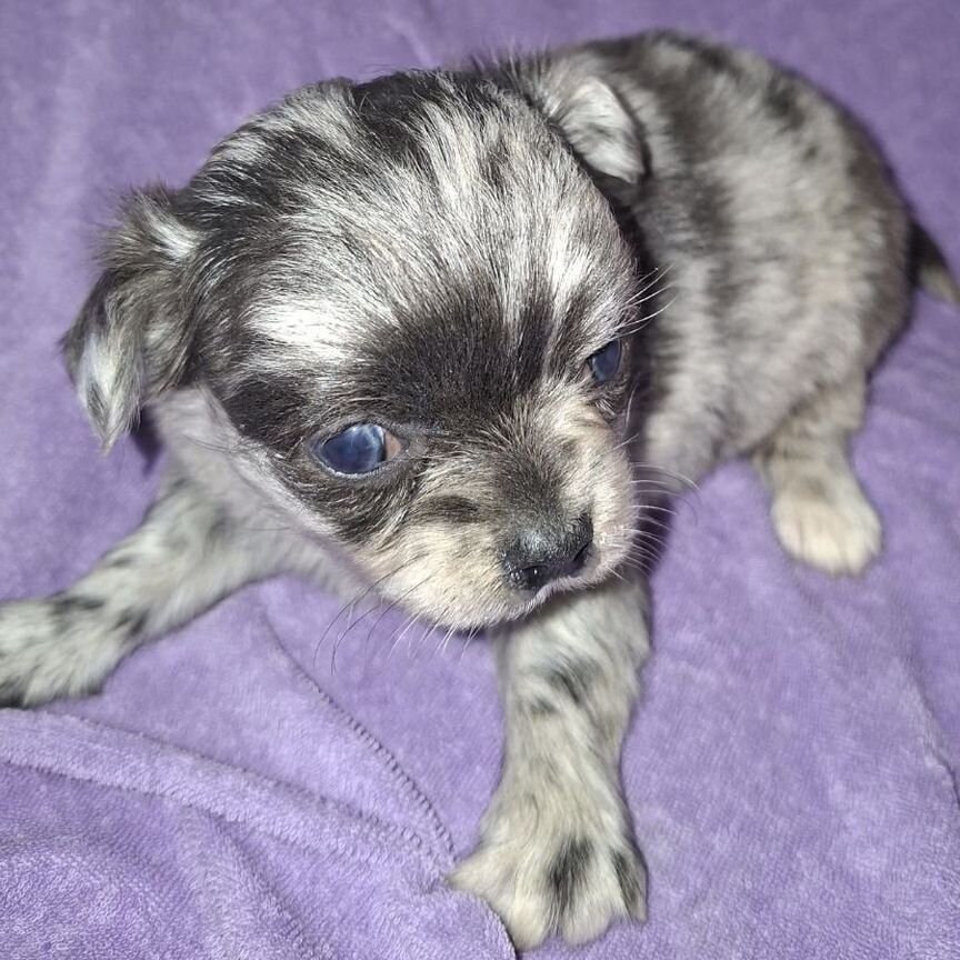 Чихуахуа, щенок