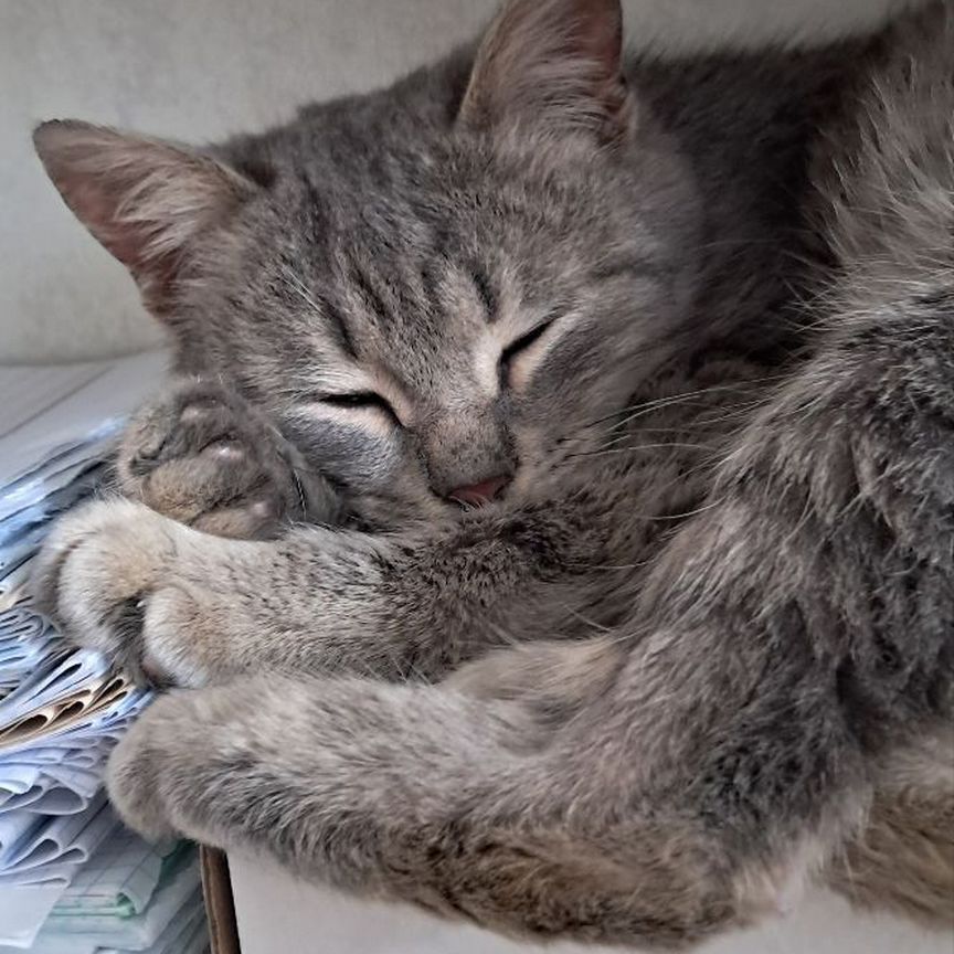 Котенок