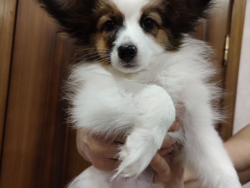 Щенок папийона