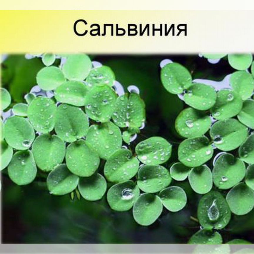 Аквариумные растения прополка