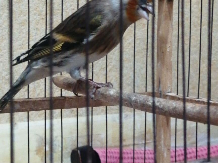 Гибрид щегла и канарейки