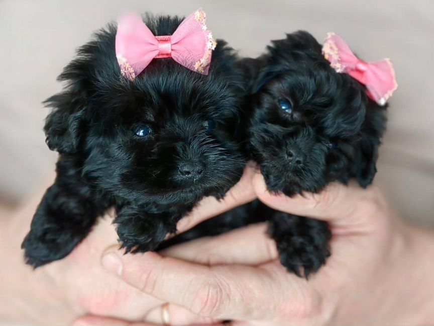 Мальтипу мини