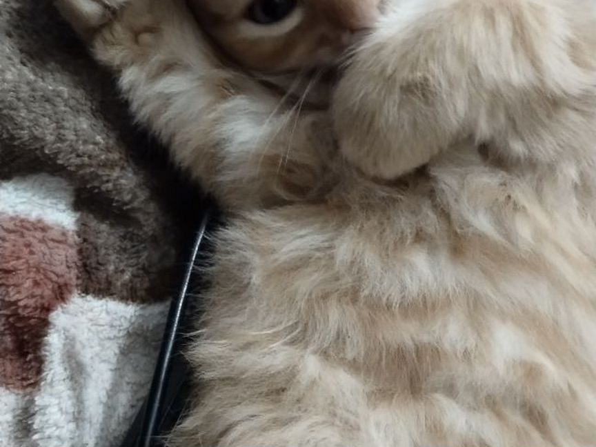 Кошечка в семью