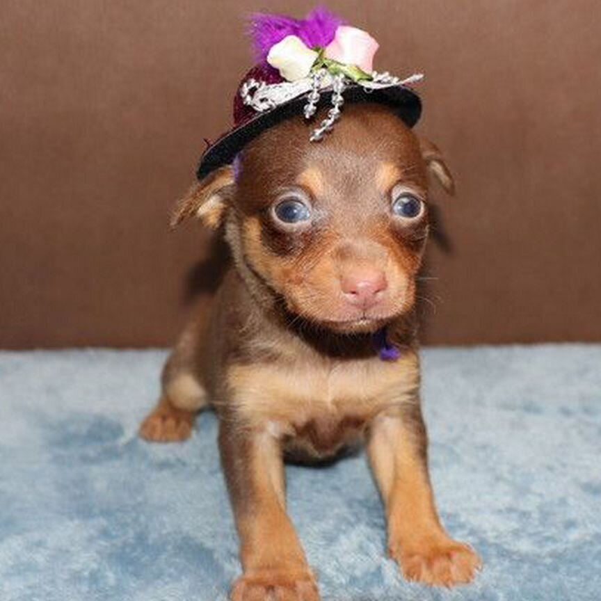 Русский той-терьер, щенок