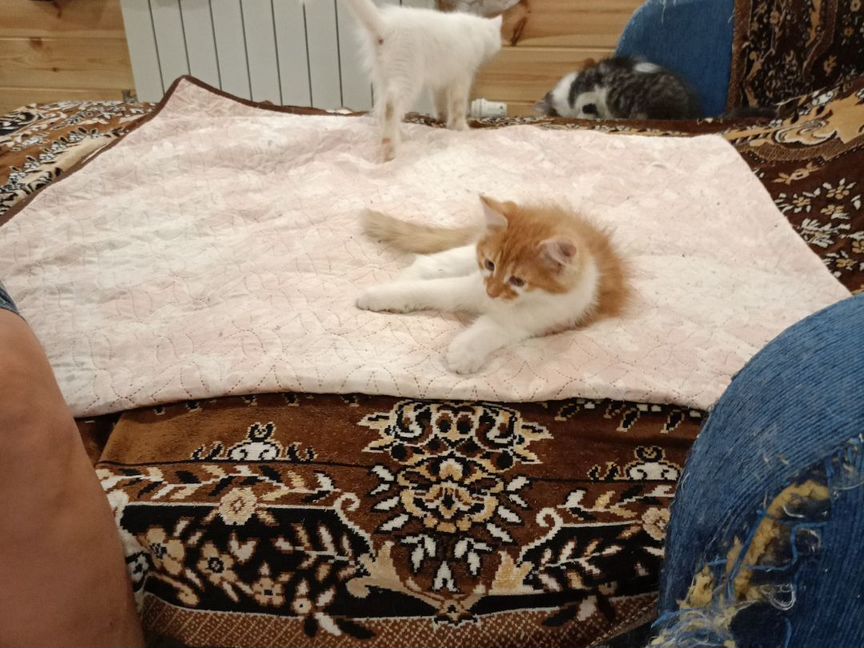 Ищем добрые заботливые руки для милых котят