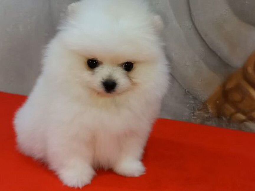 Померанский шпиц медвежьего типа