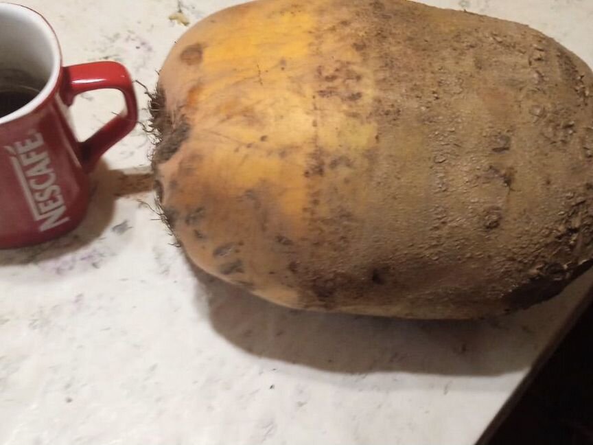 Свекла кормовая