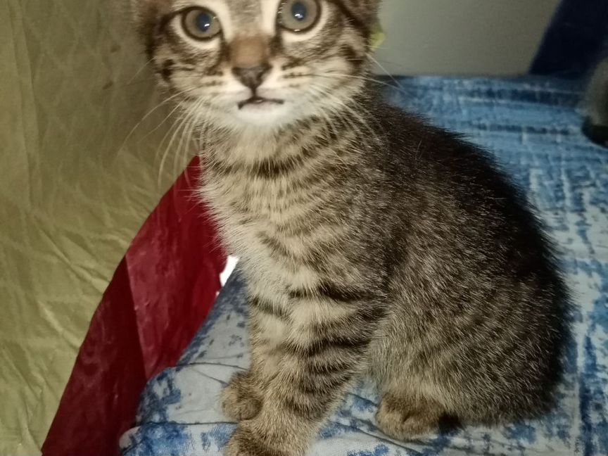 Котята девочки в добрые руки 1.5 месяца