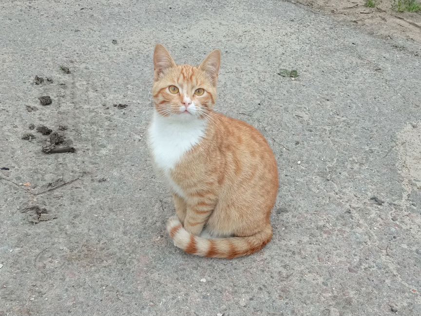 Рыжий котенок погибает в подмосковье