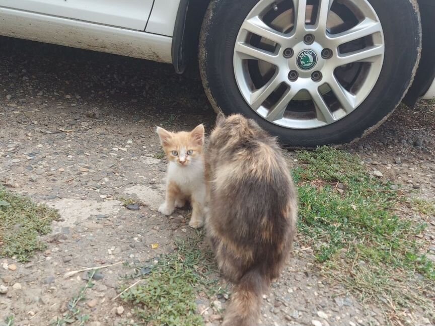 Котята от кошки крысоловки в дар
