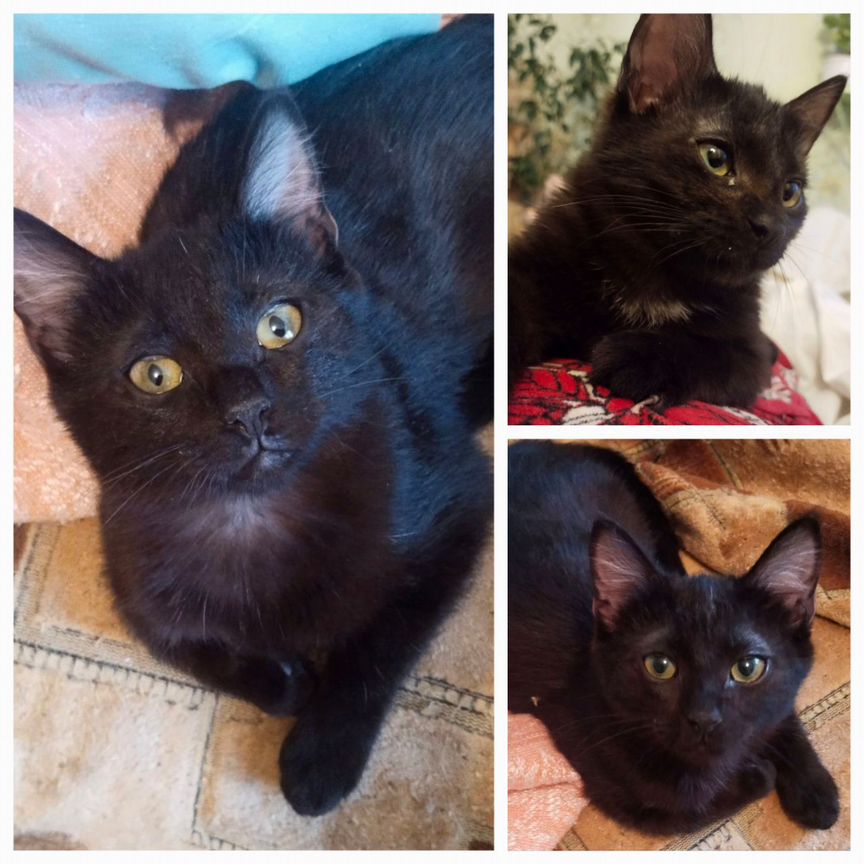 2 черных котёнка ищут дом