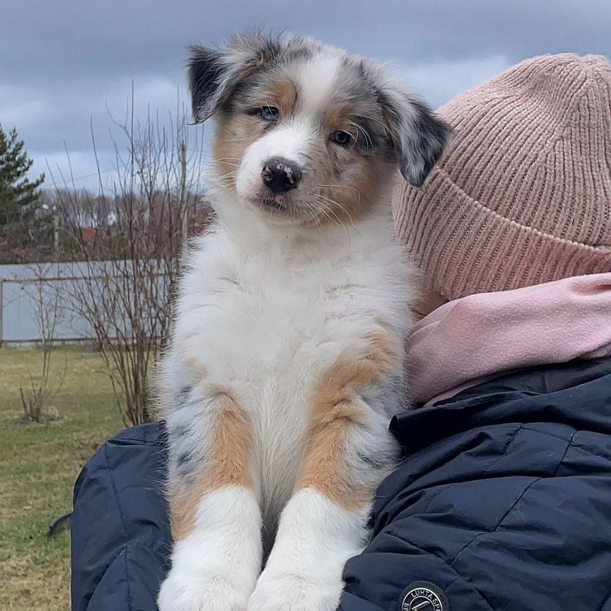 Щенки австралийской овчарки