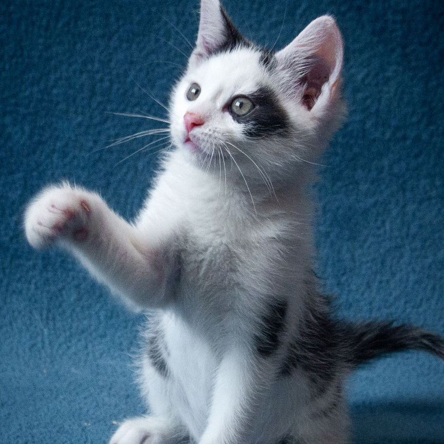 Котенок Нафаня ищет дом