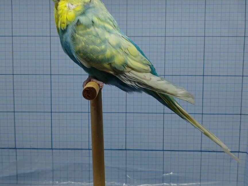 Самка ввп Чех (см. в описании)