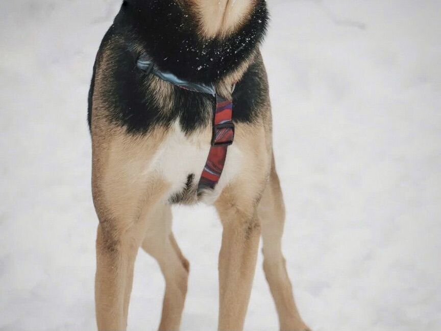 Молли ищет дом