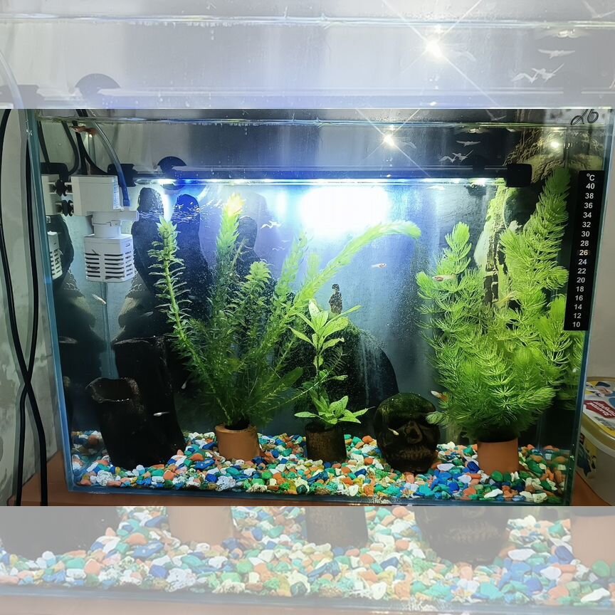 Гуппи подростки