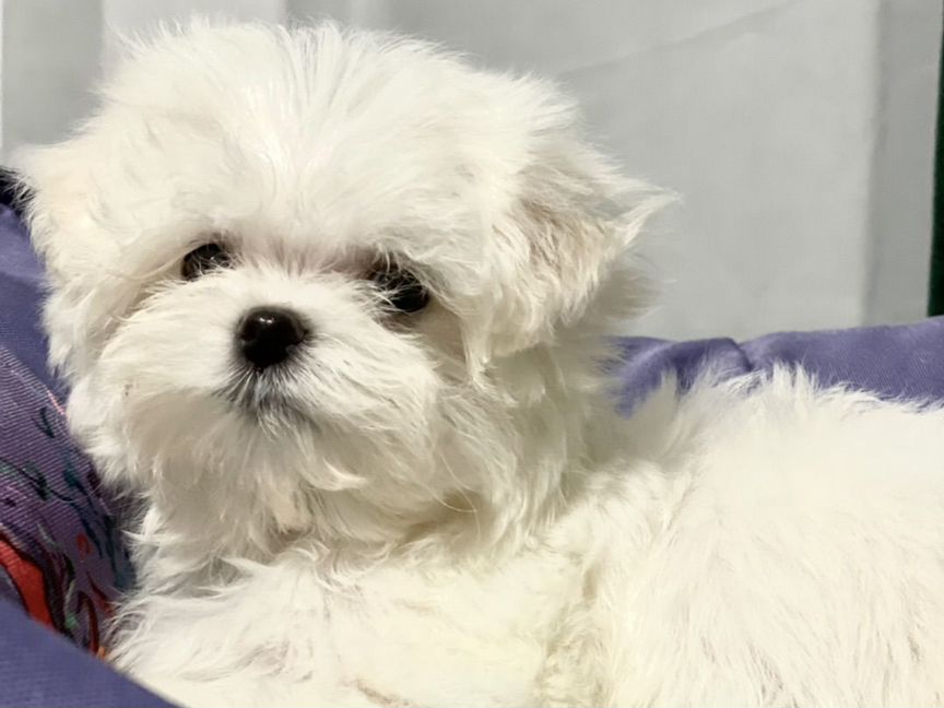 Сладкий мальчик