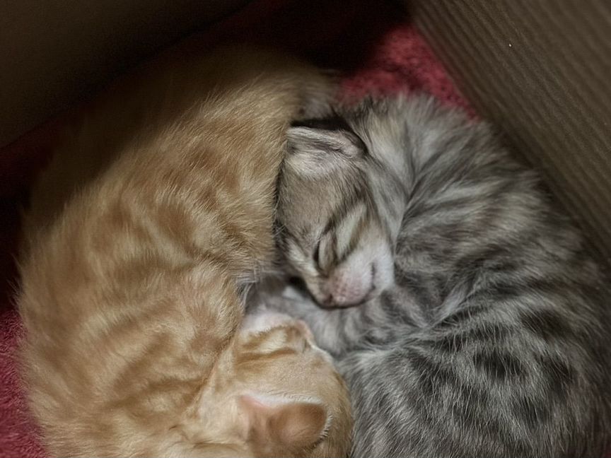 Котята британской и бенгала