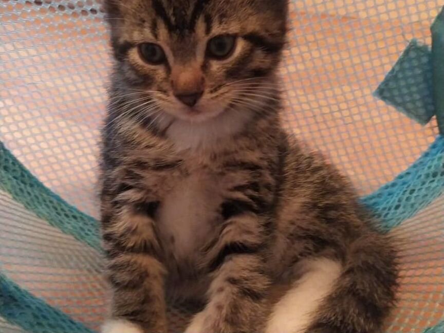 Котята отдам