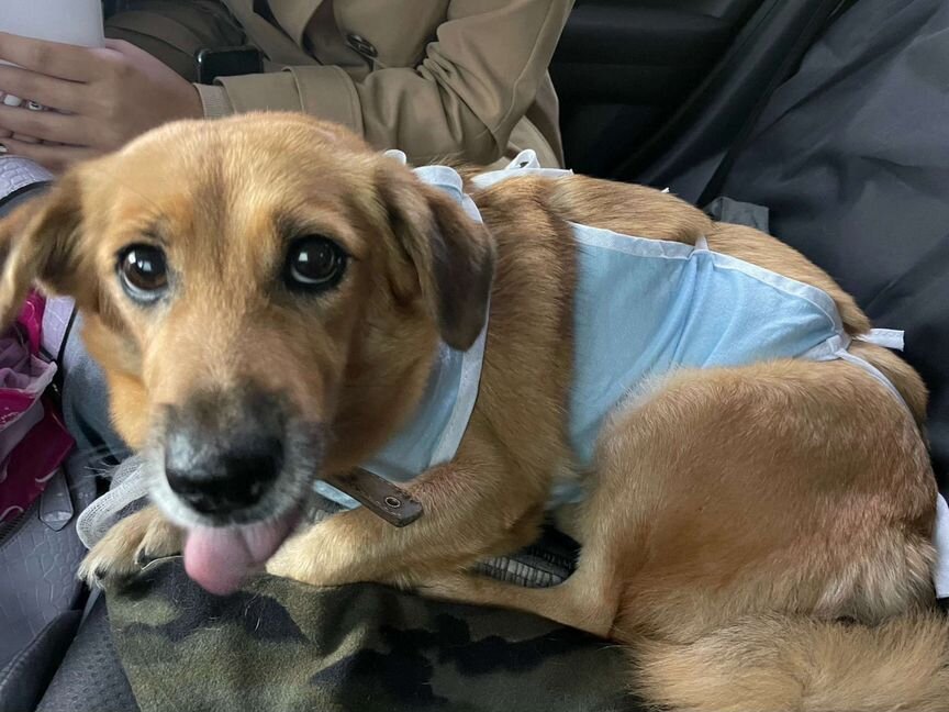 Собака Булка ищет дом или передержку