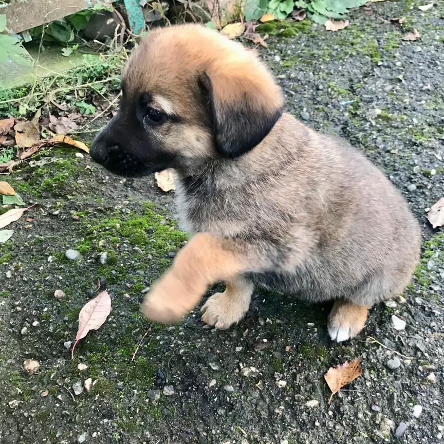 Девочки - метисы овчарки в поиске дома