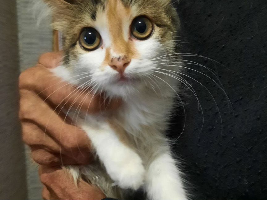 Сын сказал выбросит их на погибель нужен дом