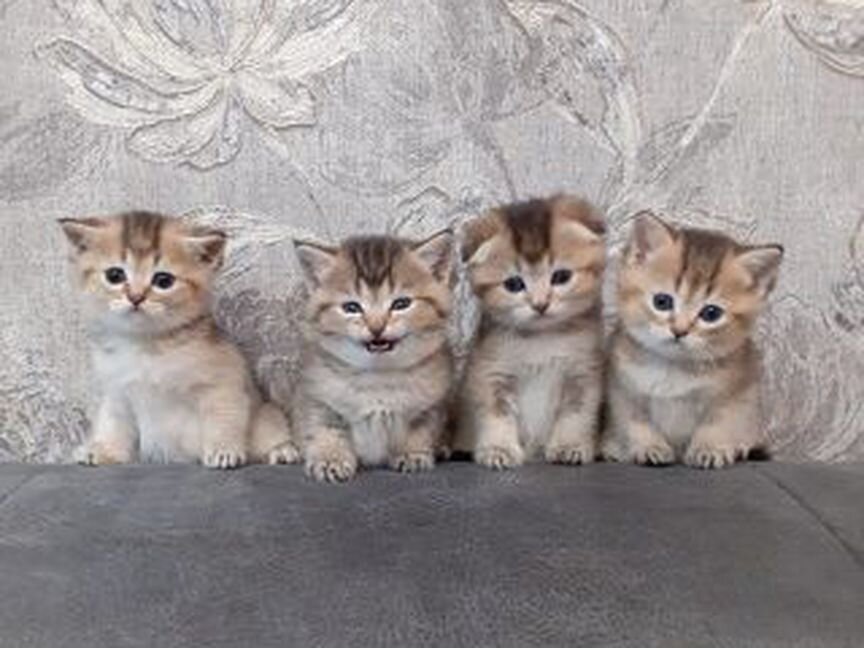 Скоттиши - малыши