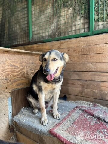 Собака добрый паренёк из приюта