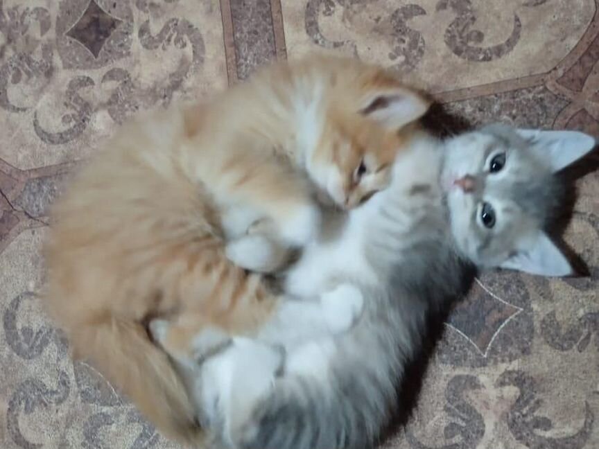 Милые котята бесплатно