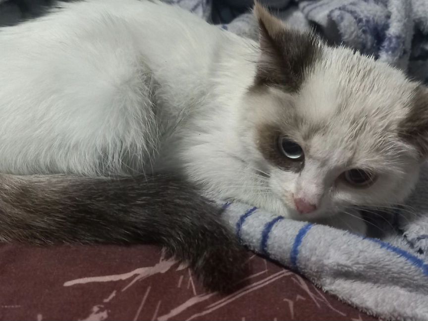 Котенок