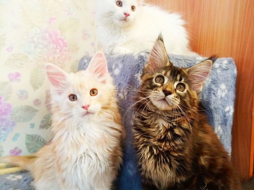 Клубные котята мейн-кун
