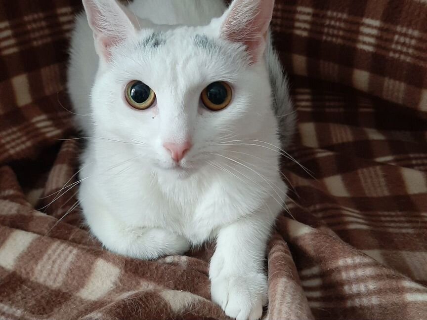 Кошечка Ванилька