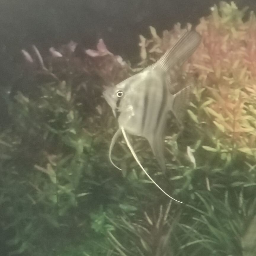 Аквариумные рыбки